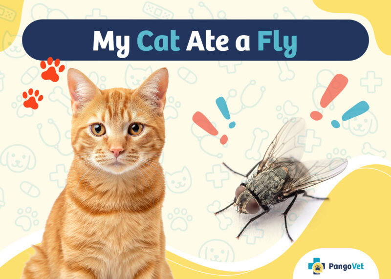 My Cat Ate a Fly: Vet-Reviewed Facts & What To Do | The Vet Desk
