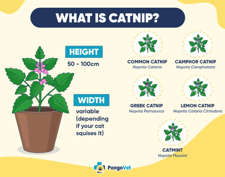 What Is Catnip & How Does It Affect Your Cat? (With Infographic) | The ...