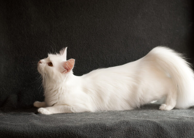 Is My Cat in Heat? 7 Vet-Verified Signs to Look For | The Vet Desk