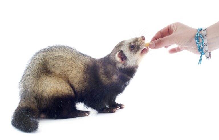 5 Reasons Why Ferrets Bite (and How to Stop It) | The Vet Desk