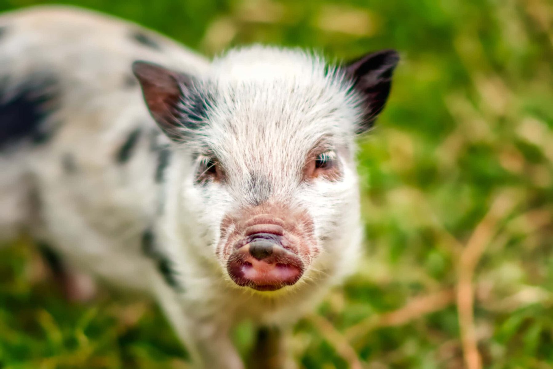 How Long Do Mini Pigs Live? Average Lifespan, Data & Care Guide | The ...