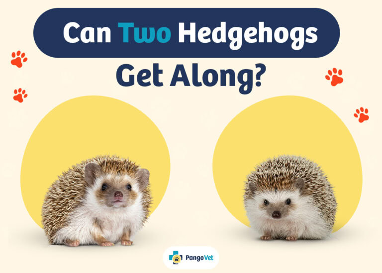 Can Hedgehogs Live Together? Vet-Verified Behavior Facts | The Vet Desk