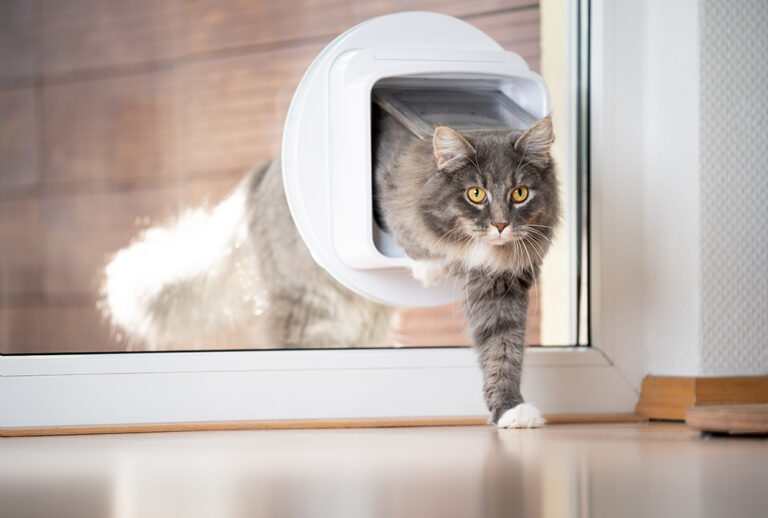 8 Best Electronic & Automatic Cat Doors in 2026 - Reviews & Top Picks ...
