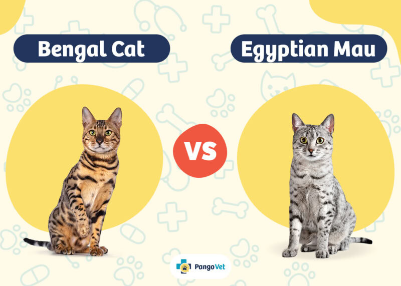 Bengal vs. Egyptian Mau: The Key Differences (With Pictures) | The Vet Desk