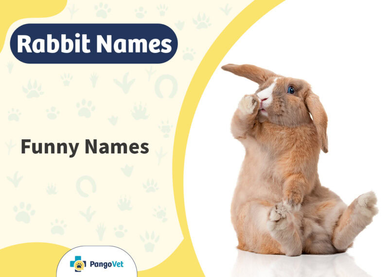 100+ Funny Rabbit Names for Your Silly Bunny | The Vet Desk