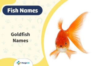 100+ Goldfish Names: Ideas for Friendly & Classic Fish | The Vet Desk