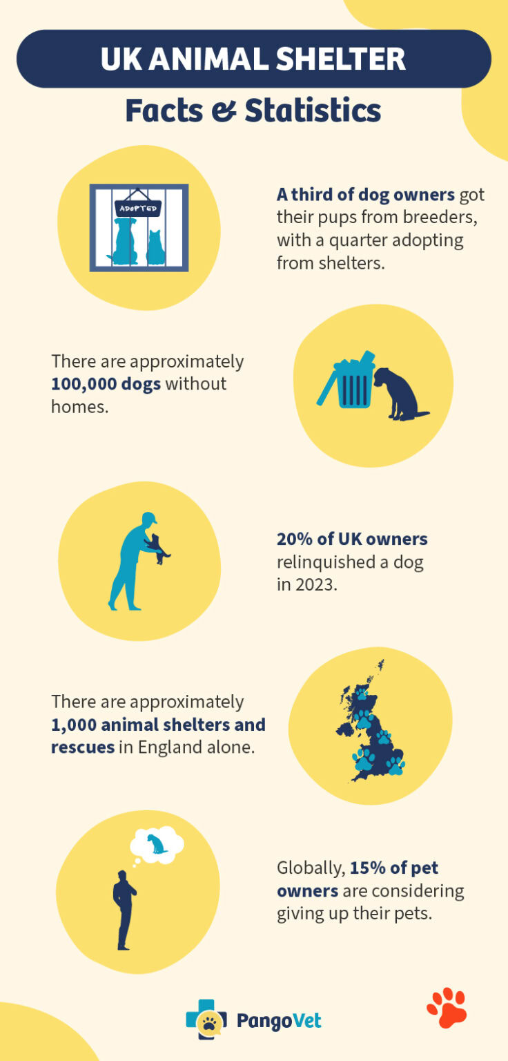 14 UK Animal Shelter Statistics & Facts to Know In 2026: Benefits ...