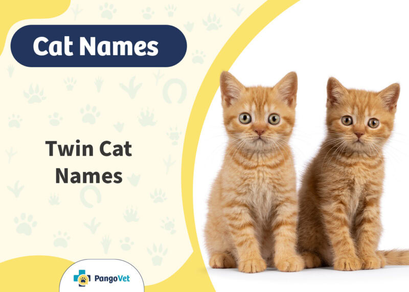 300+ Twin Cat Names: Double Down on These Options for Your Sibling Cats ...