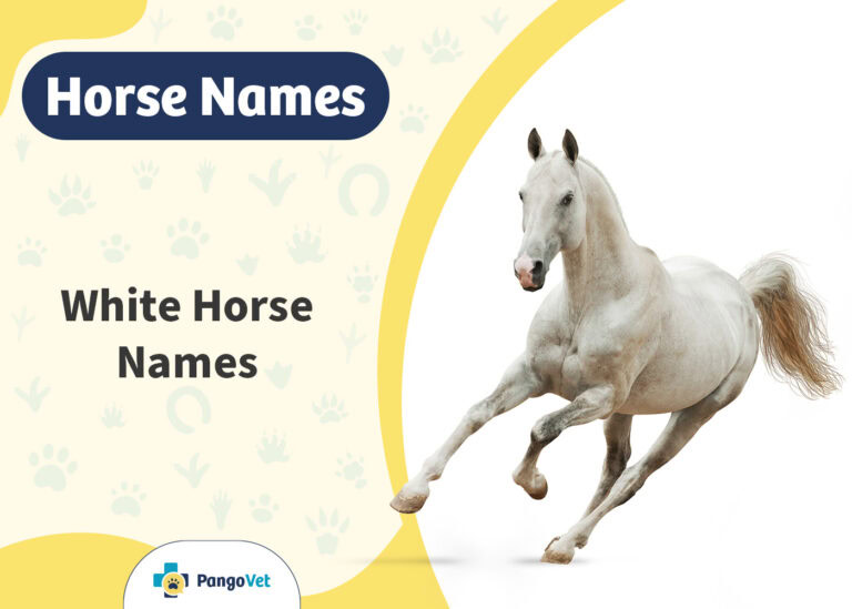 100+ White Horse Names: Ideas for Pure & Natural Horses | The Vet Desk