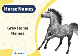 100+ Grey Horse Names: Ideas for Airy & Spirited Horses | The Vet Desk