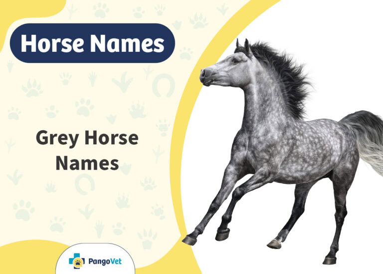100+ Grey Horse Names: Ideas for Airy & Spirited Horses | The Vet Desk