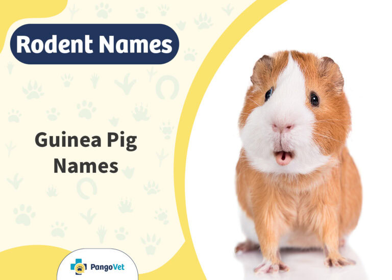 100+ Guinea Pig Names: Ideas for Doting & Social Guinea Pigs | The Vet Desk
