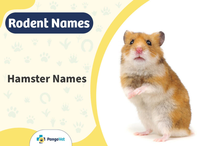 100+ Hamster Names: Ideas for Quirky & Cute Hamsters | The Vet Desk