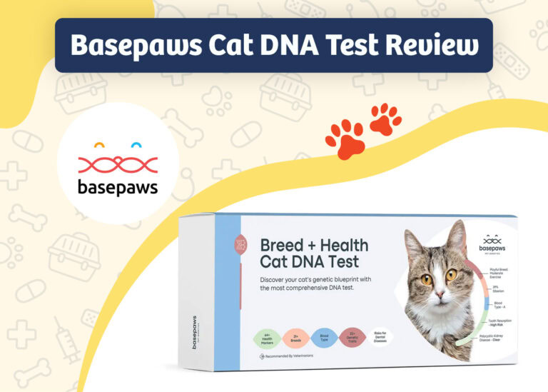 Basepaws Cat DNA Test Review 2026: Our Expert’s Opinion | The Vet Desk