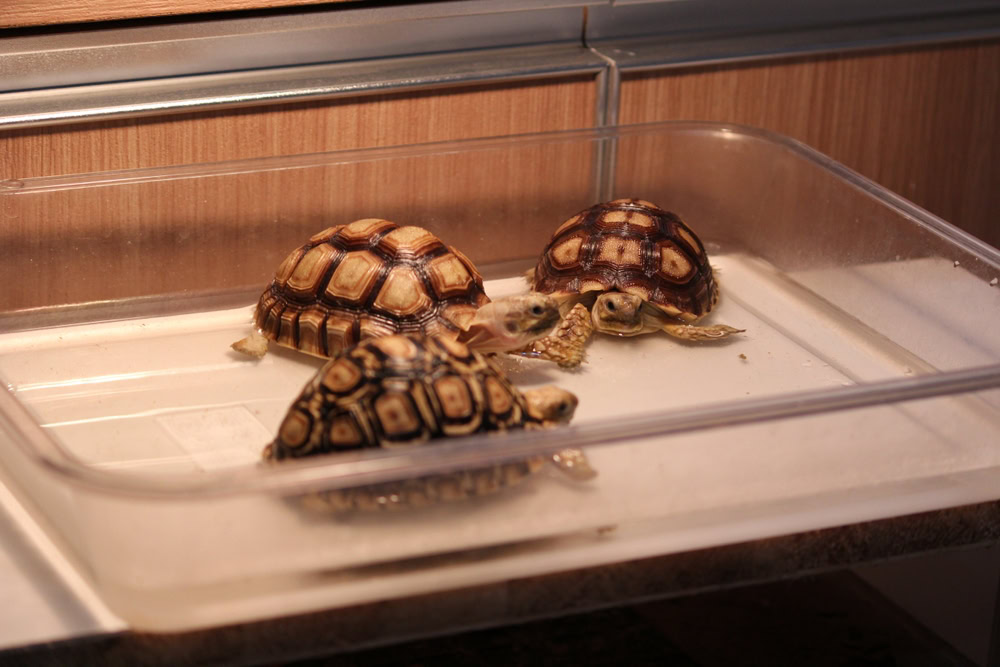 How to Give a Tortoise a Bath in 5 Simple Steps | The Vet Desk