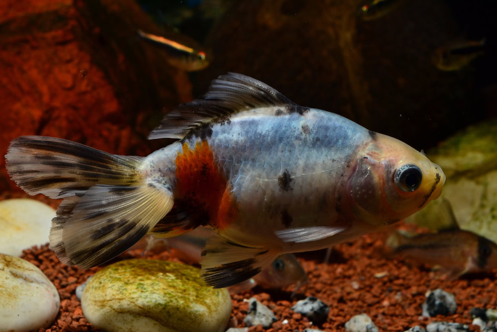 Wakin Goldfish: Info, Pictures, Care Guide & More | The Vet Desk