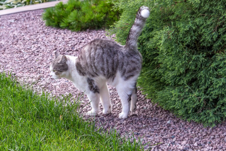 Where Do Cats Pee From? Feline Anatomy Explained (Vet Answer) | The Vet ...