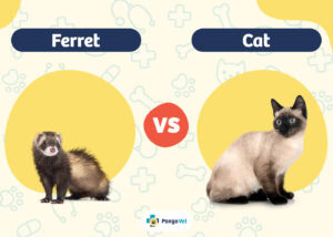 Ferret vs. Cat: Which Should I Choose? Key Differences (With Pictures ...