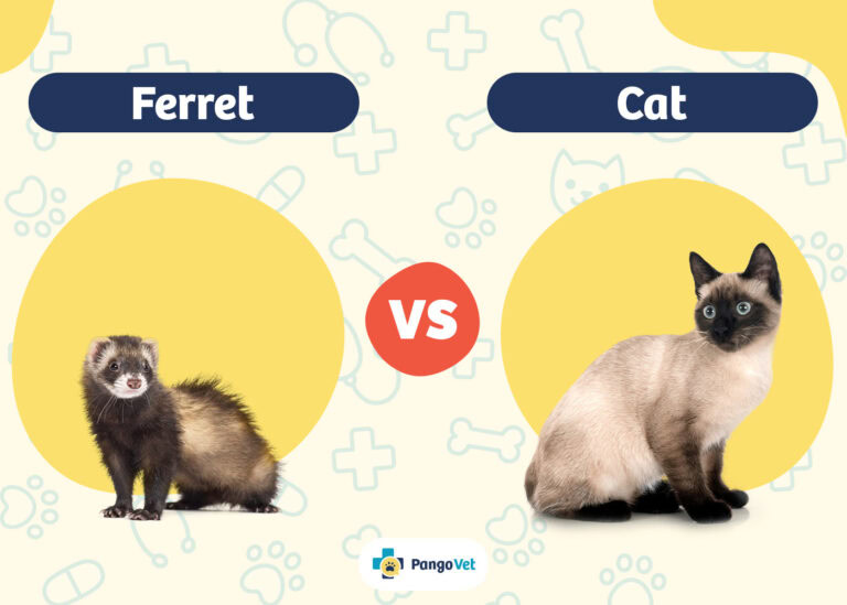 Ferret vs. Cat: Which Should I Choose? Key Differences (With Pictures ...