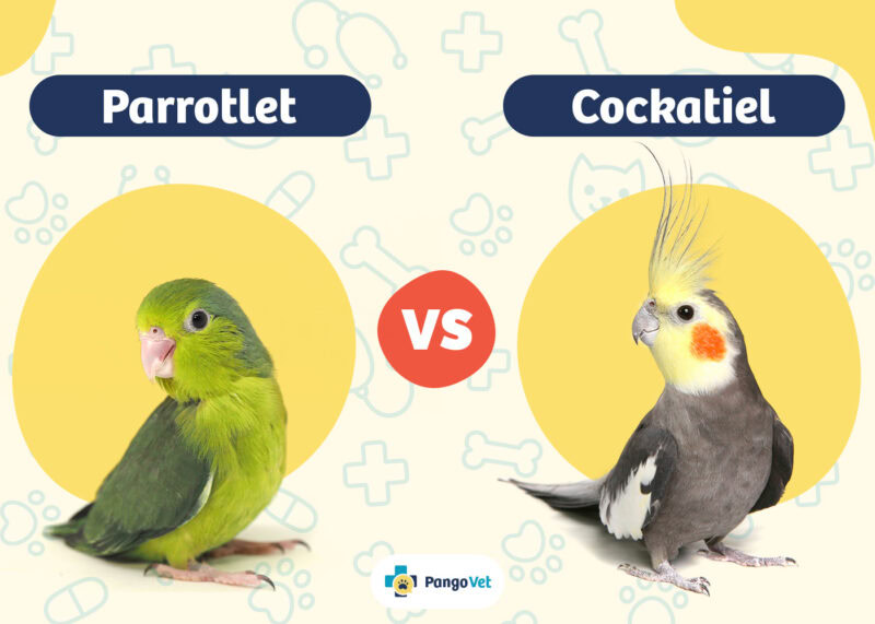 Parrotlet vs Cockatiel: Differences Explained (With Pictures) | The Vet ...