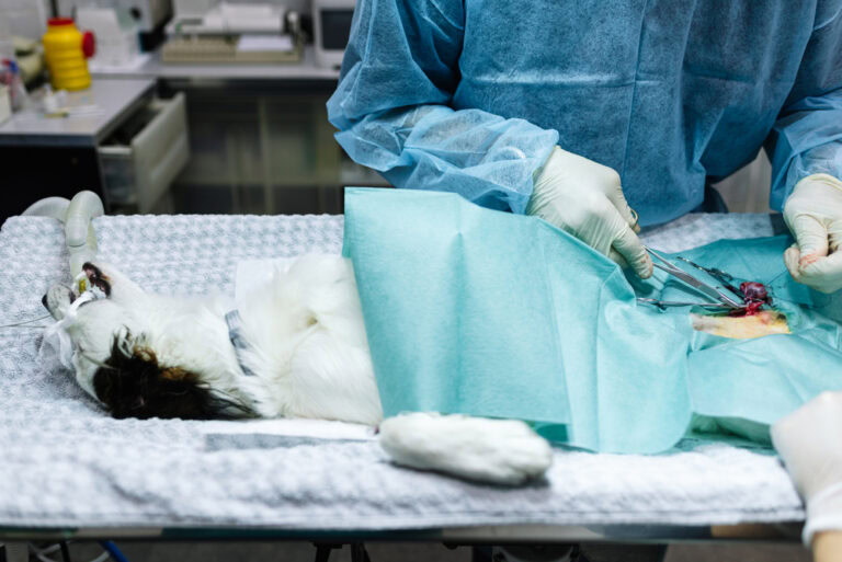 How Much Does It Cost to Spay or Neuter a Dog in the UK? (Vet-Reviewed ...