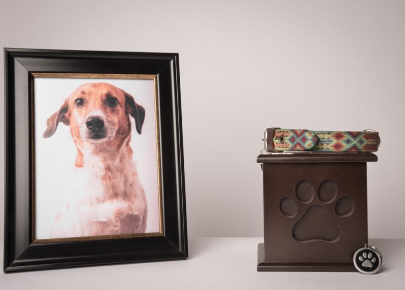 Dog Euthanasia: How Much Does It Cost to Put a Dog Down? 2026 Price ...