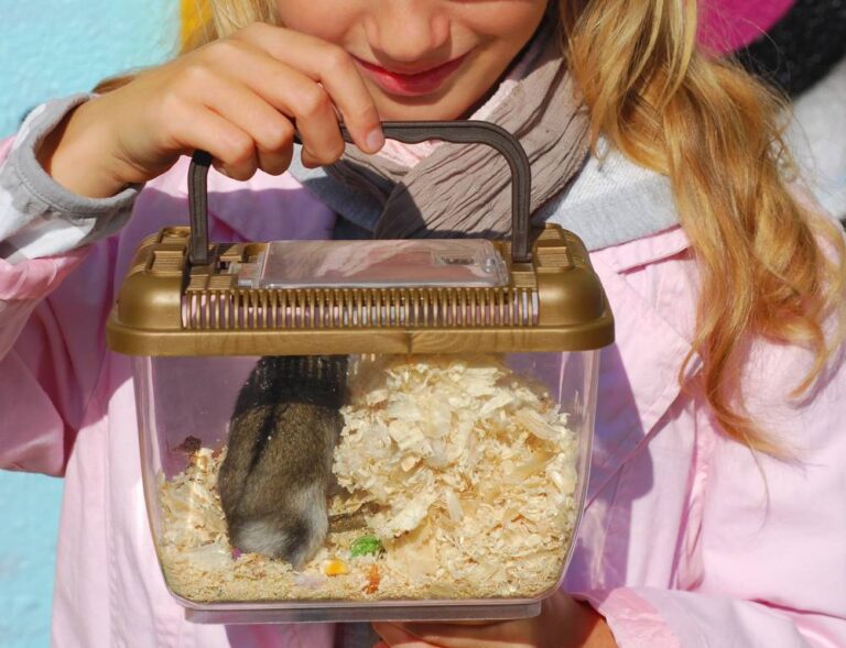 How to Travel With a Hamster: 6 Important Tips & Tricks (Vet-Verified ...