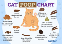 Normal vs Concerning Cat Poop: Variations Approved by a Vet (With ...