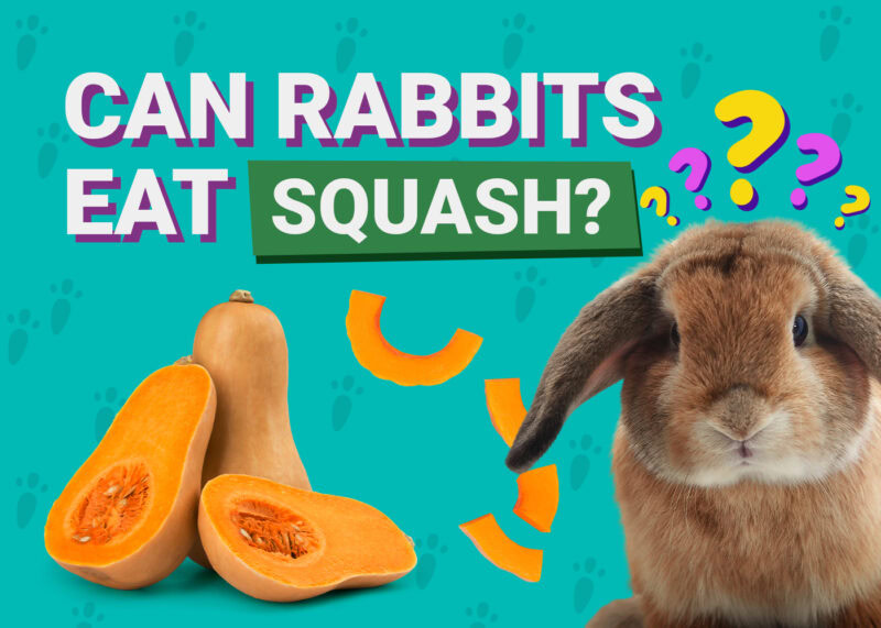 Can Rabbits Eat Squash? Vet-Reviewed Nutrition Facts & FAQ | The Vet Desk