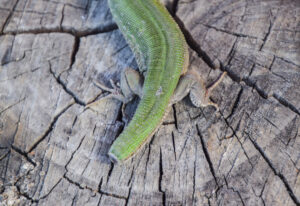 What Do I Do If My Lizard’s Tail Falls Off: Vet-Verified Causes, Facts ...