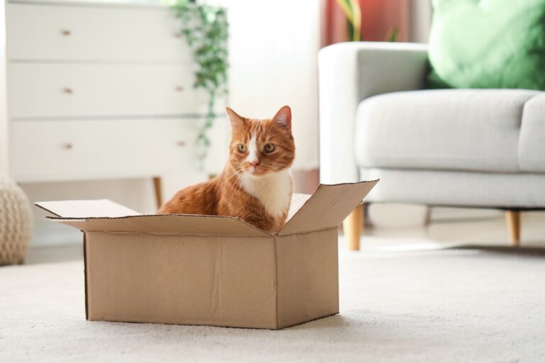 10 Fun Things to Do with Your Cat: Ultimate Cat Bucket List | The Vet Desk
