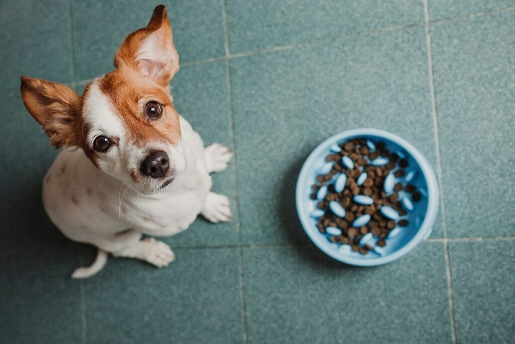 Dog Feeding Schedule: How Much and How Often to Feed Your Dog | The Vet ...