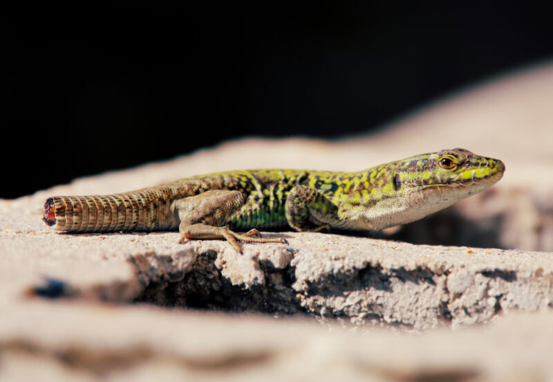 What Do I Do If My Lizard’s Tail Falls Off: Vet-Verified Causes, Facts ...