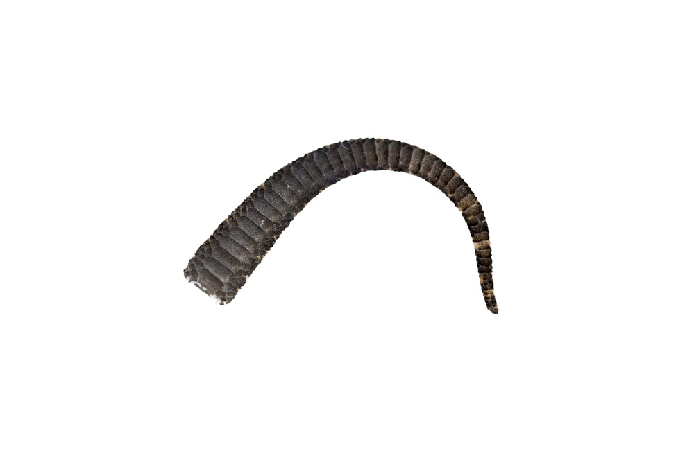 What Do I Do If My Lizard’s Tail Falls Off: Vet-Verified Causes, Facts ...
