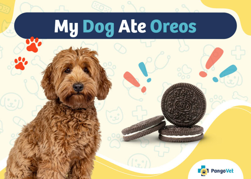 My Dog Ate Oreos: Should I Be Worried? Vet Approved Advice | The Vet Desk
