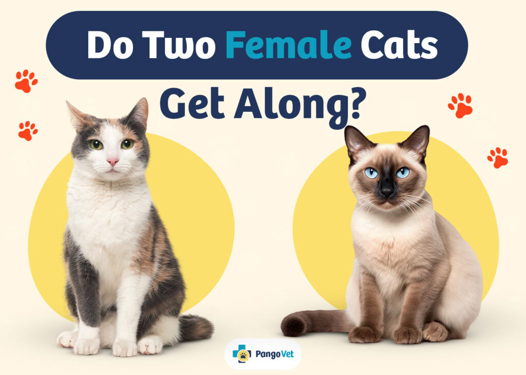 Can Two Female Cats Get Along in the Same House? Vet Approved Facts ...