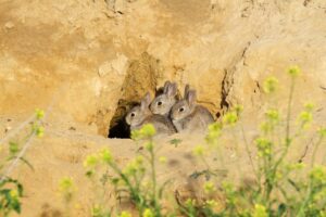 Why Do Rabbits Dig Holes? 10 Vet Reviewed Reasons for This Behavior ...