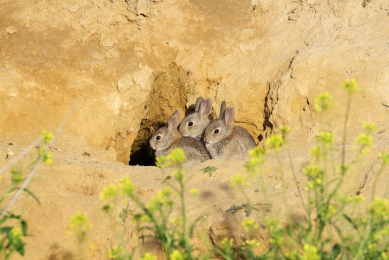 Why Do Rabbits Dig Holes? 10 Vet Reviewed Reasons for This Behavior ...