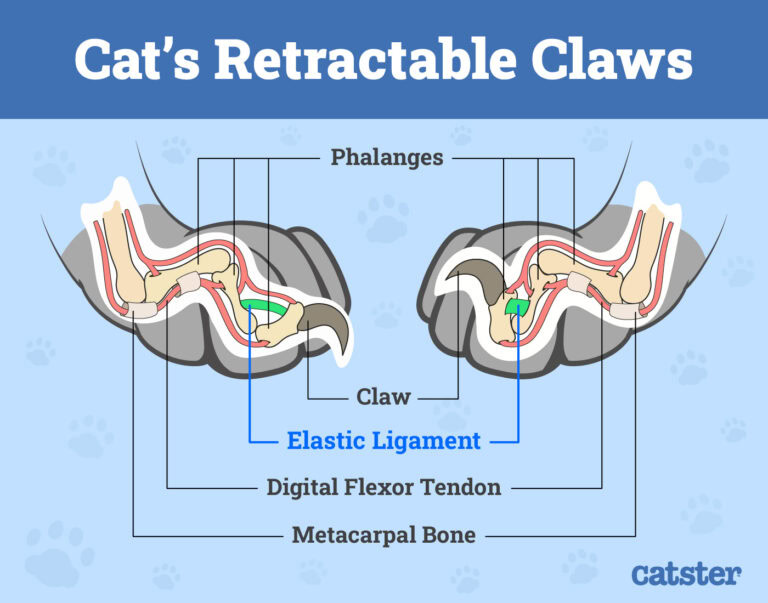 Do All Cats Have Retractable Claws? Vet-Verified Anatomy & Functions ...