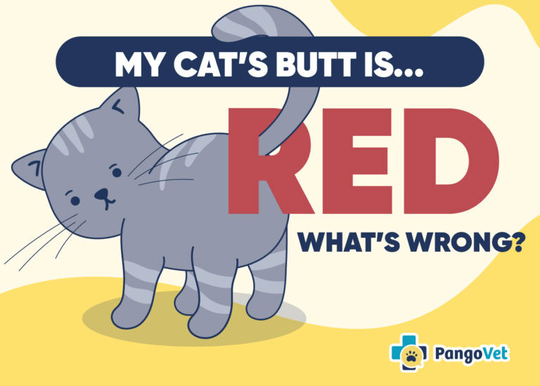 My Cat's Butt Is Red, What's Wrong? 10 Vet-Reviewed Reasons | The Vet Desk