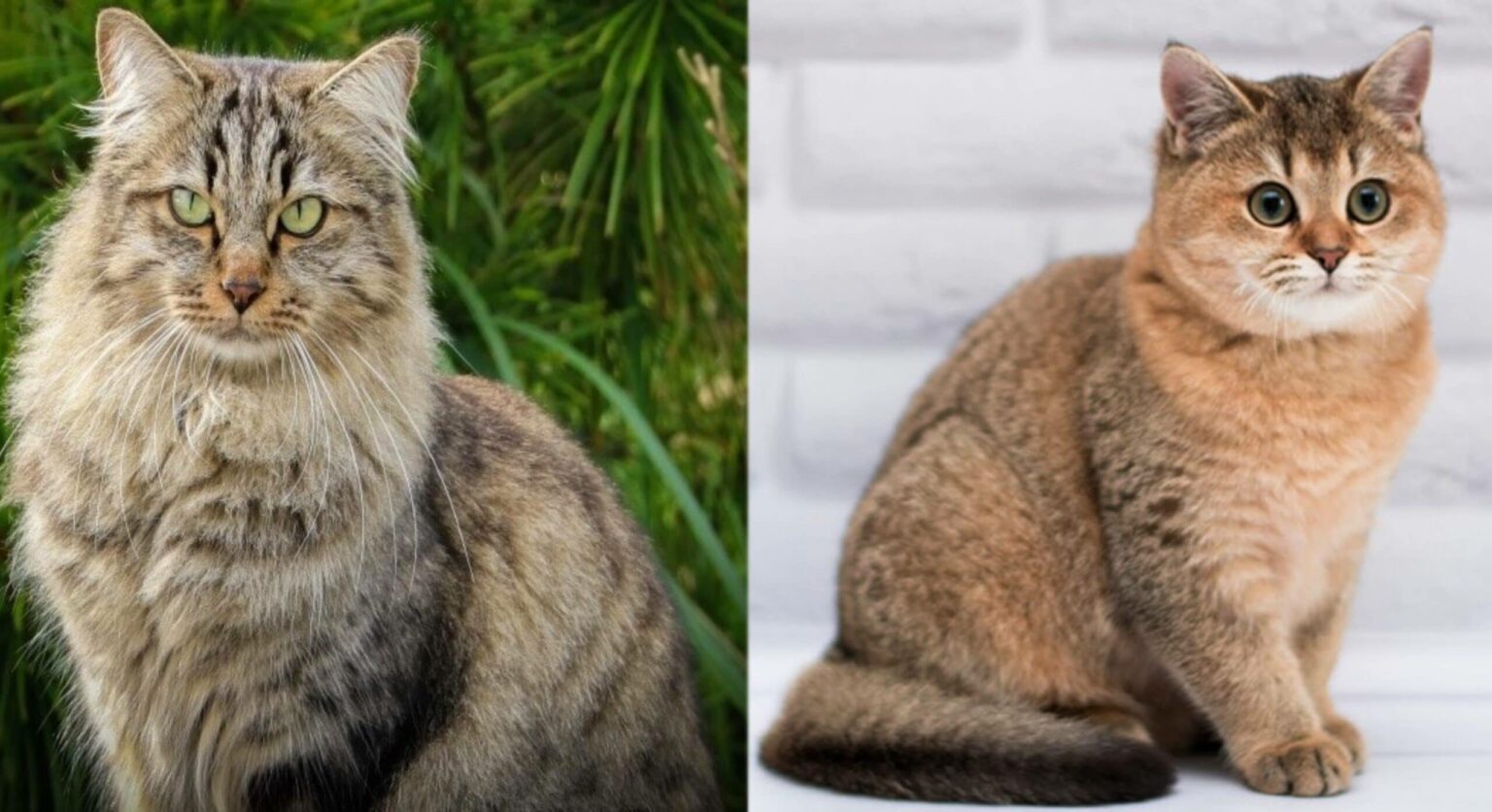 Siberian Munchkin Cat Breed: Info, Pictures, Care & More | The Vet Desk