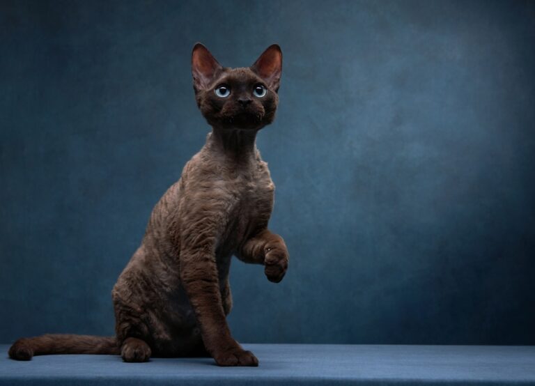 20 Amazing Devon Rex Colors & Patterns (With Info & Pictures) | The Vet ...