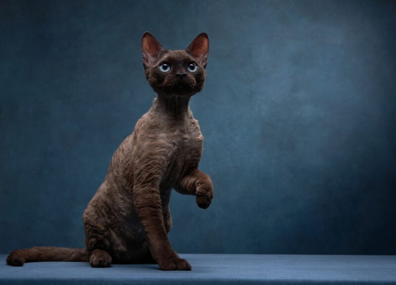20 Amazing Devon Rex Colors & Patterns (With Info & Pictures) | The Vet ...