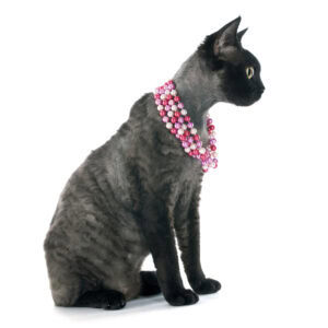 20 Amazing Devon Rex Colors & Patterns (With Info & Pictures) | The Vet ...