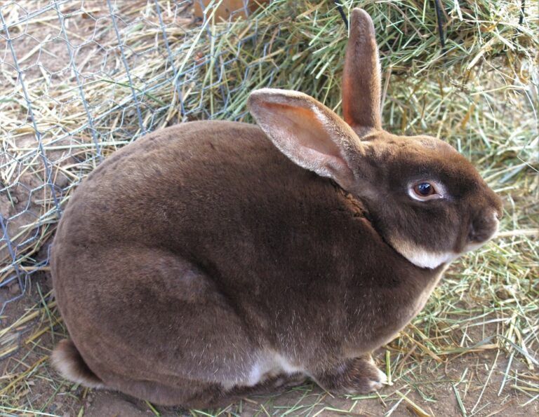 5 Common Rabbit Body Types: Vet-Reviewed Info & Pictures | The Vet Desk