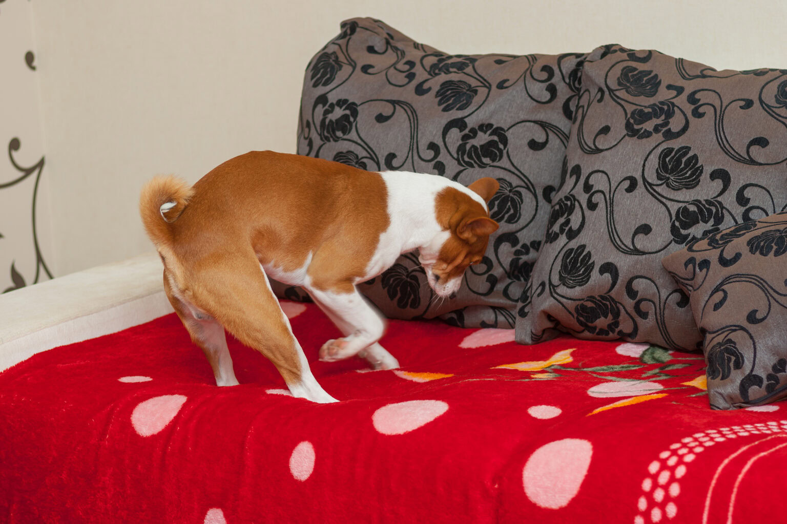 Why Do Dogs Scratch at Their Bed? 5 Possible Reasons (Vet-Verified ...