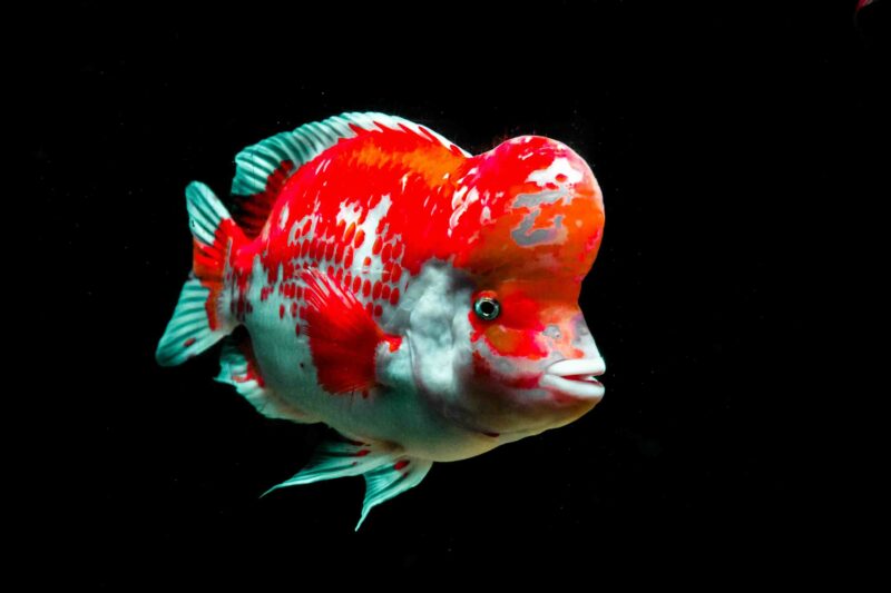 Midas Cichlid: Identification, Facts, Care Guide, & Pictures | The Vet Desk
