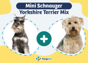 Snorkie (Mini Schnauzer Yorkie Mix): Info, Pictures, Care, & Traits ...