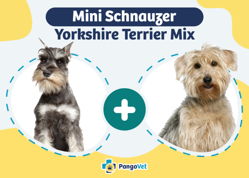 Snorkie (Mini Schnauzer Yorkie Mix): Info, Pictures, Care, & Traits ...