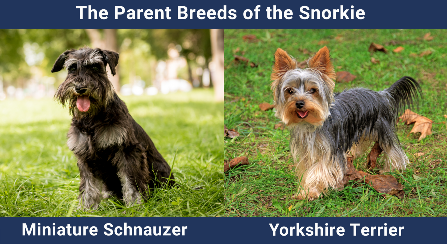 Snorkie (Mini Schnauzer Yorkie Mix): Info, Pictures, Care, & Traits ...